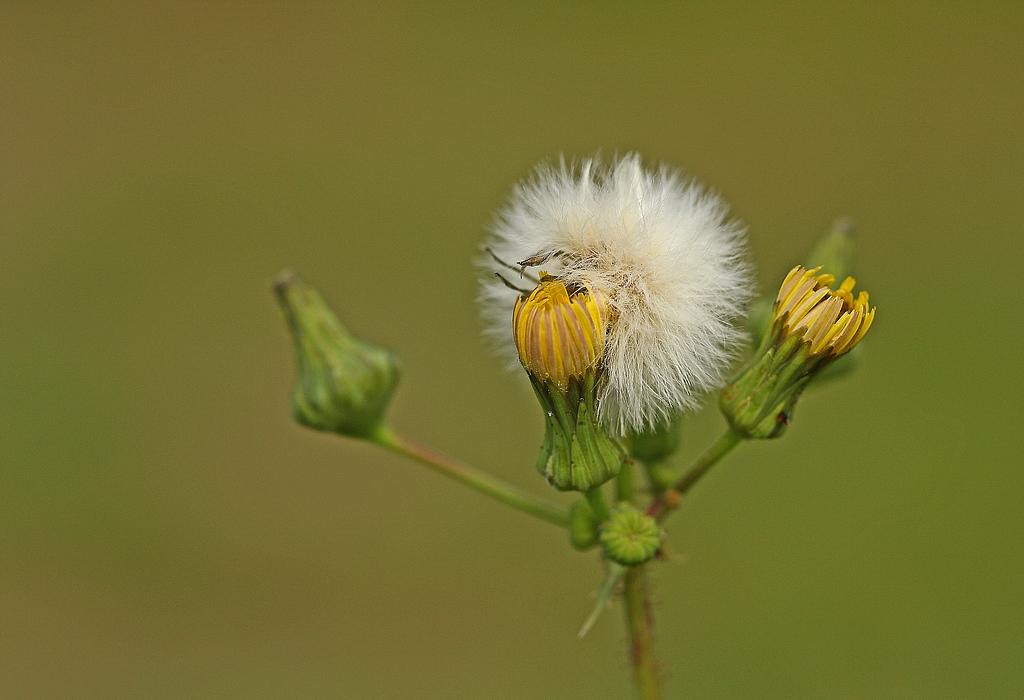 Nederpix.nl :: Nederpix.nl :: View nature picture - Sanchus oleraceus ...