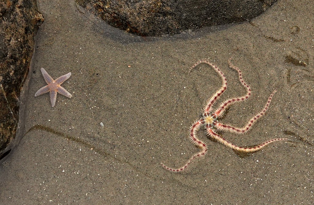 Nederpix.nl :: Nederpix.nl :: View nature picture - Ophiothrix fragilis ...