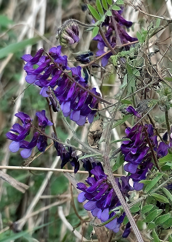 Nederpix.nl :: Nederpix.nl :: View nature picture - Vicia villosa ...