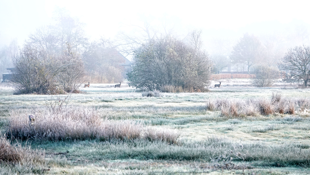 Nederpix.nl :: Nederpix.nl :: View nature picture - / Winters landschap ...