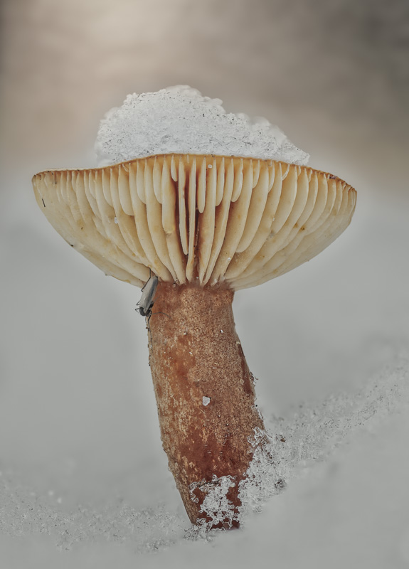 Nederpix.nl :: Nederpix.nl :: View nature picture - Lactarius quietus ...