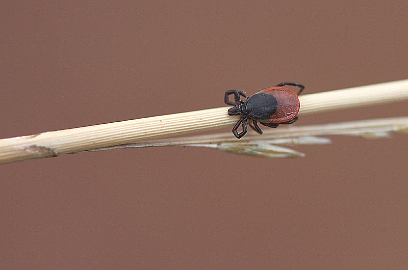 Nederpix.nl :: Nederpix.nl :: View nature picture - Ixodes ricinus ...