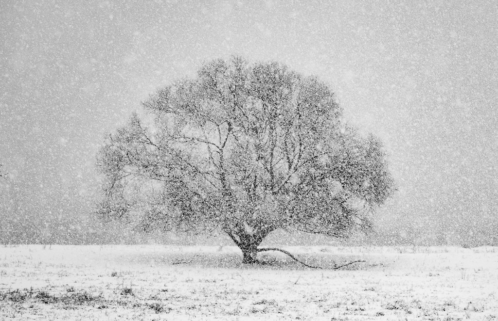 Nederpix.nl :: Nederpix.nl :: View nature picture - / Boom in de sneeuw