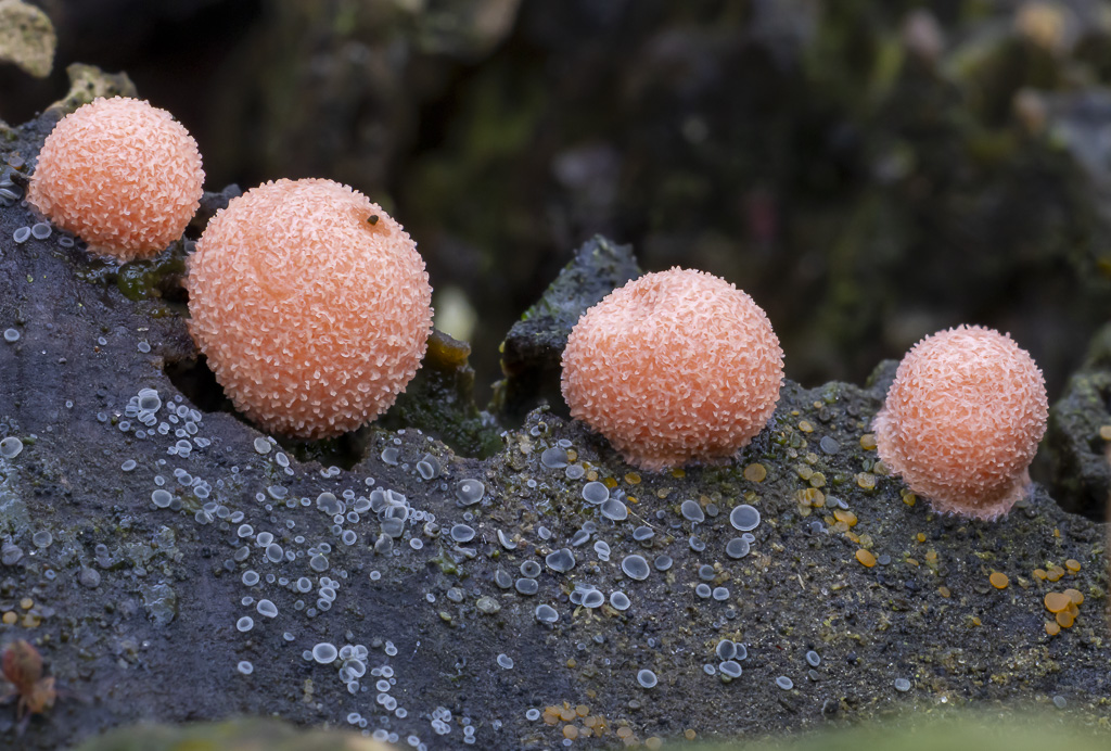 Nederpix.nl :: Nederpix.nl :: View nature picture - Lycogala sp ...