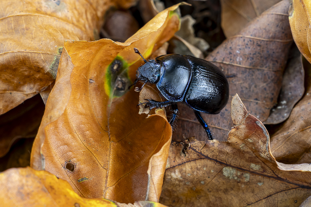 Nederpix.nl :: Nederpix.nl :: View nature picture - Geotrupes ...
