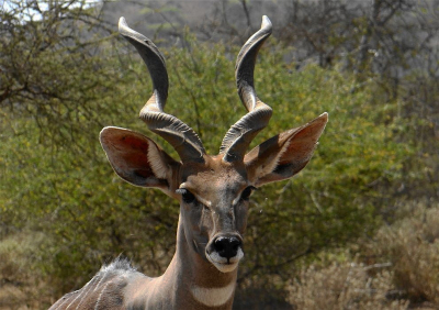 Nederpix.nl :: Nederpix.nl - Natuurfoto's online en natuurfotografie ...