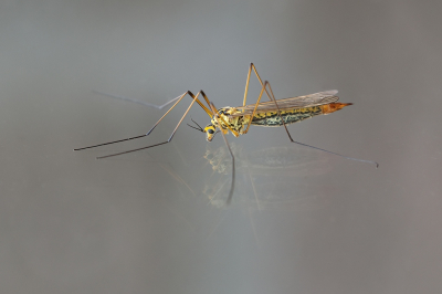 Nederpix.nl :: Nederpix.nl - Natuurfoto's online en natuurfotografie ...